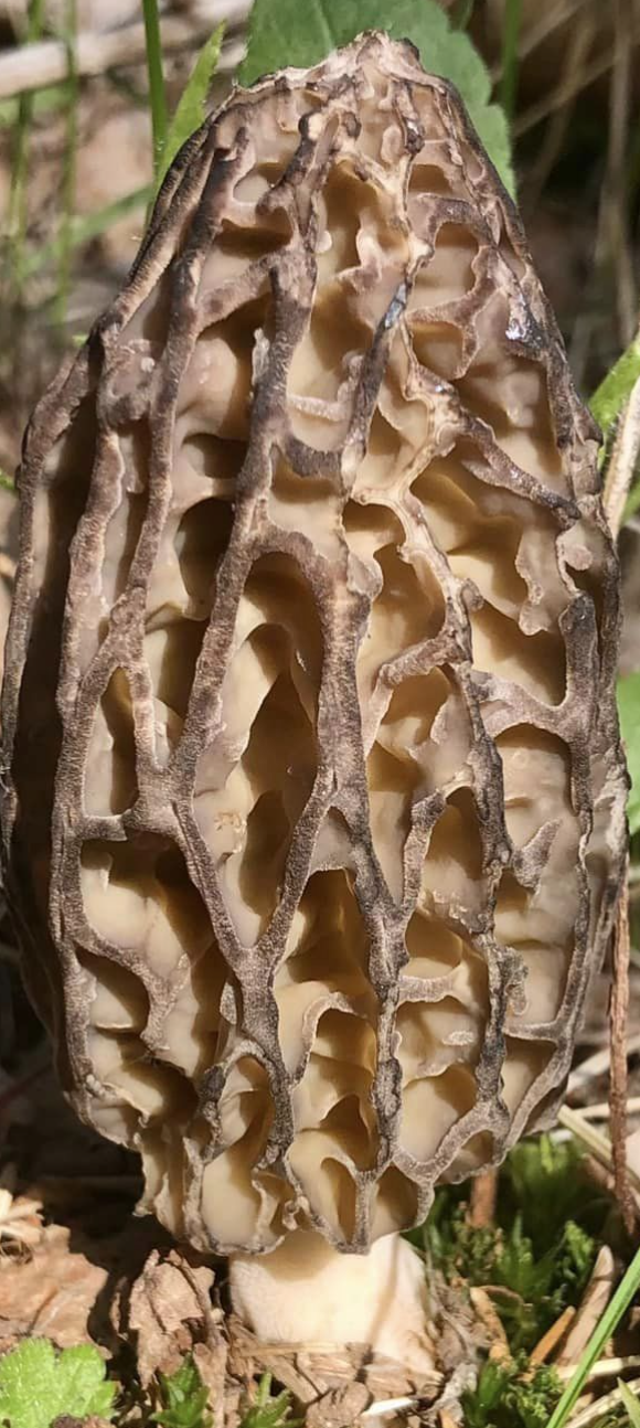 Top 10 Most Profitable Mushroom Varieties to Grow - MushroomYard