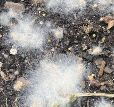 Mold vs Mycelium - Explained - MushroomYard