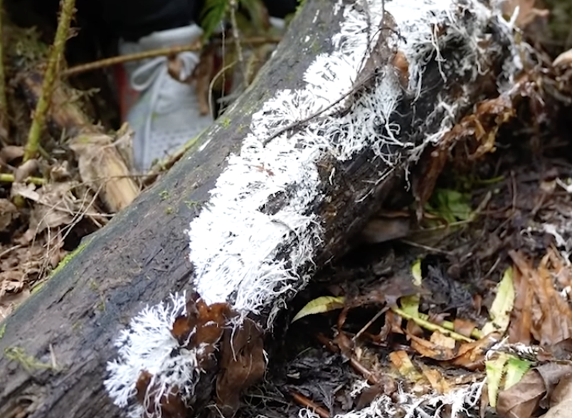 Growing Mushrooms with Agar MEA, MYA - My Journey - MushroomYard